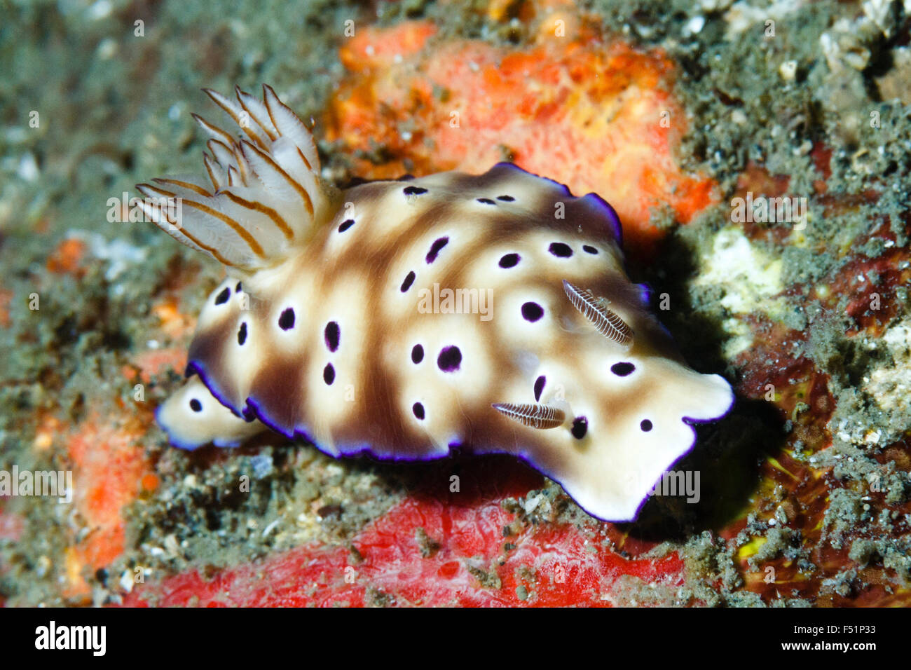 Hypselodoris tryoni nudibranch hi-res stock photography and images - Alamy