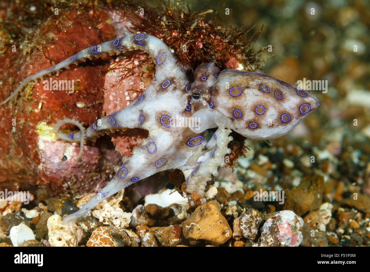 Blue ringed octopus (Hapalochlaena sp) in a bottle, Lembeh Strait ...