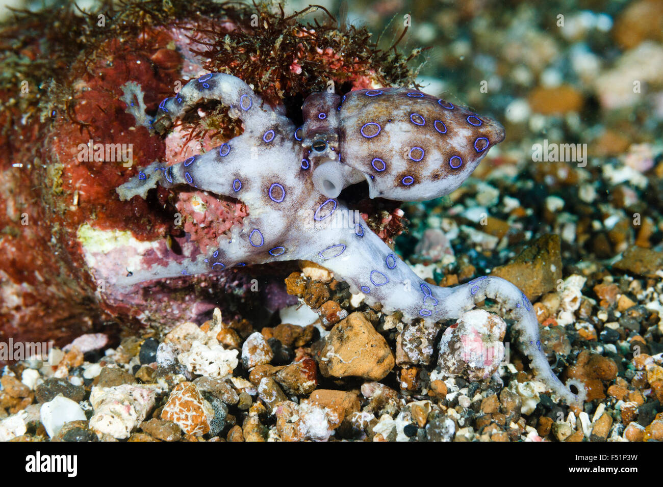 Blue ringed octopus (Hapalochlaena sp) in a bottle, Lembeh Strait ...