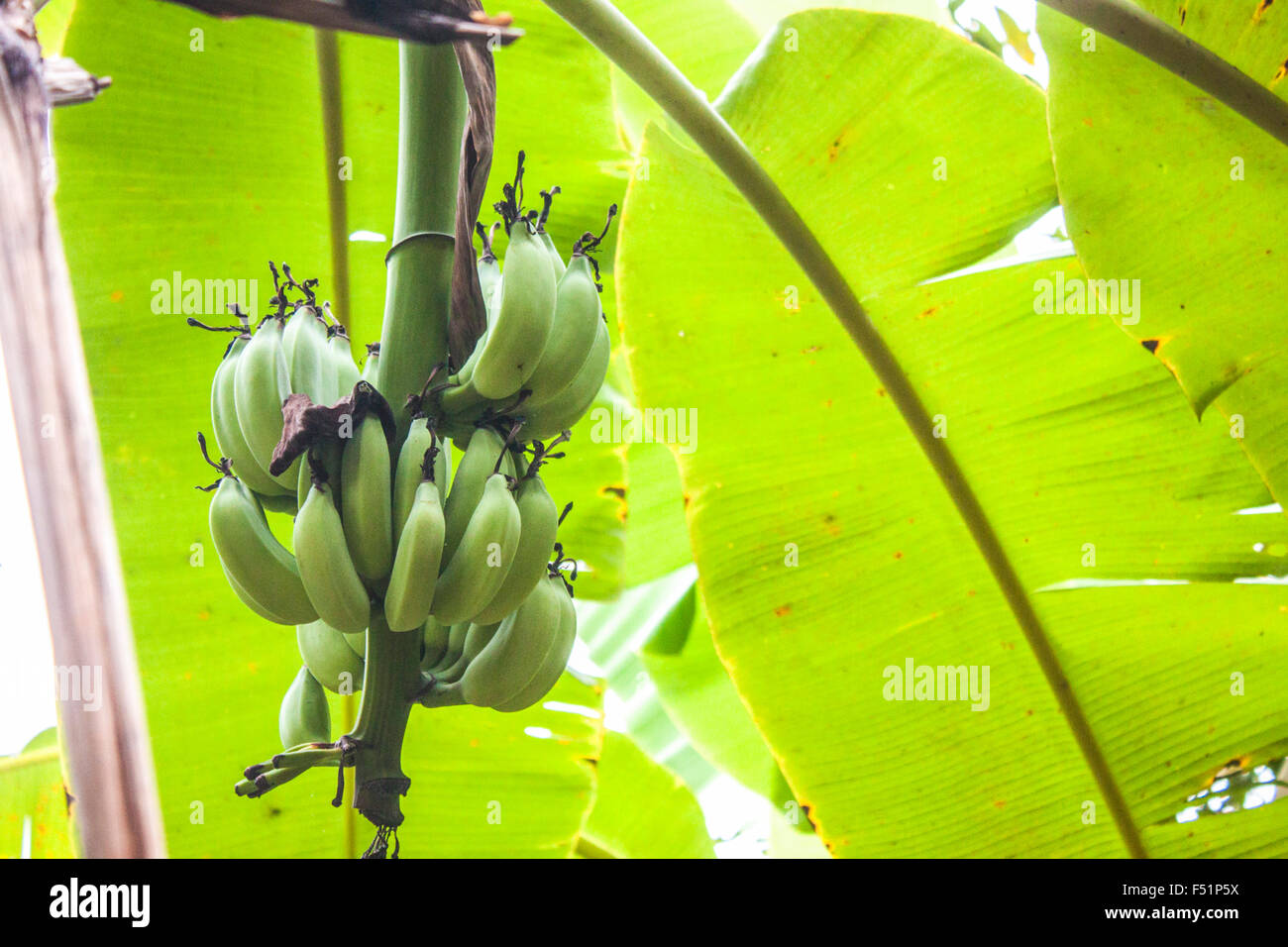 A pile of green bananas,musa acuminata on a banana tree Stock Photo - Alamy