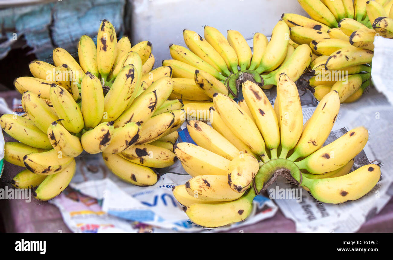Musa acuminata paradisiaca hi-res stock photography and images - Alamy