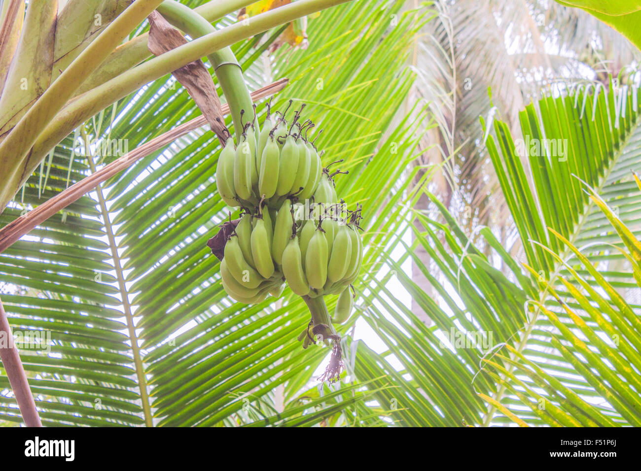 A ripe of green bananas, musa acuminata hanging from a banana tree ...