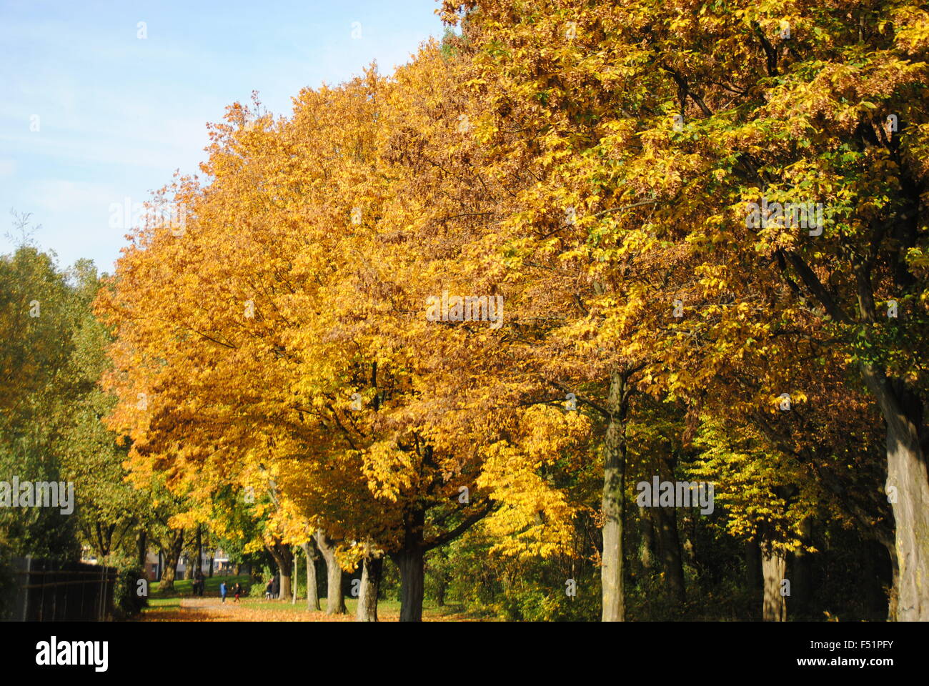 Avenue trees in netherlands hi-res stock photography and images - Alamy