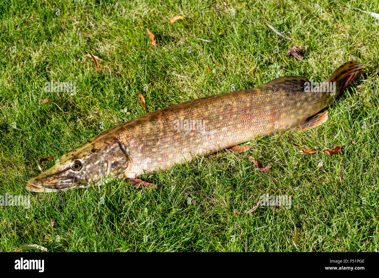 Pike head on a grass background Stock Photo - Alamy