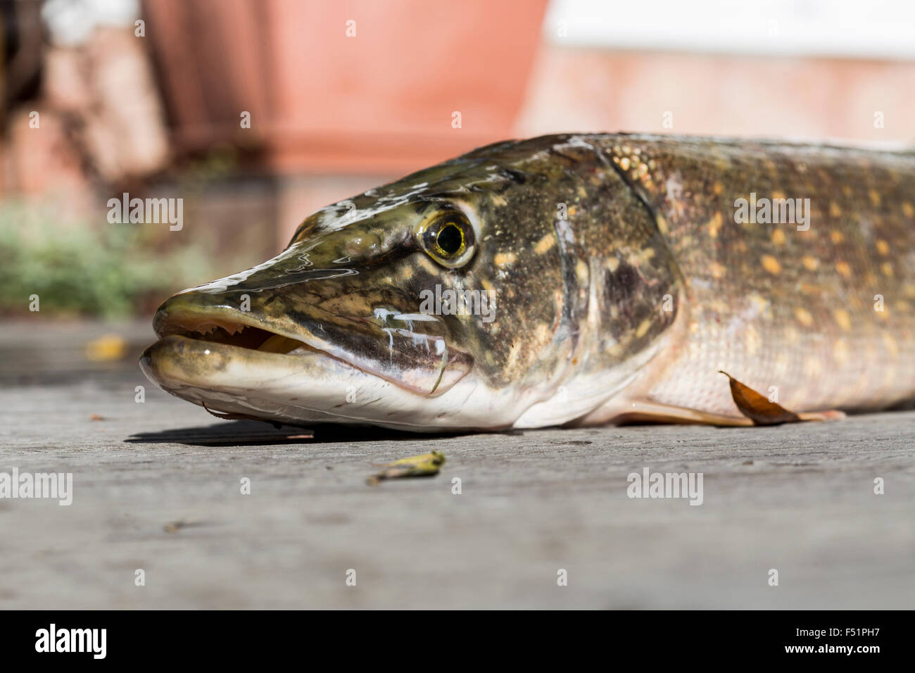 Pike head on a wooden background Stock Photo - Alamy