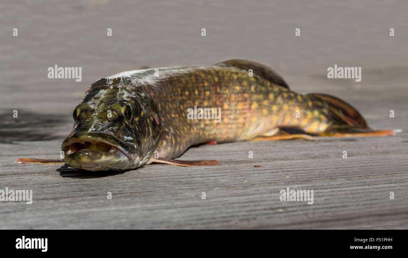 Wooden pike hi-res stock photography and images - Alamy