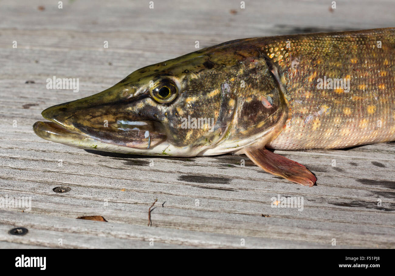 Head on pike hi-res stock photography and images - Alamy