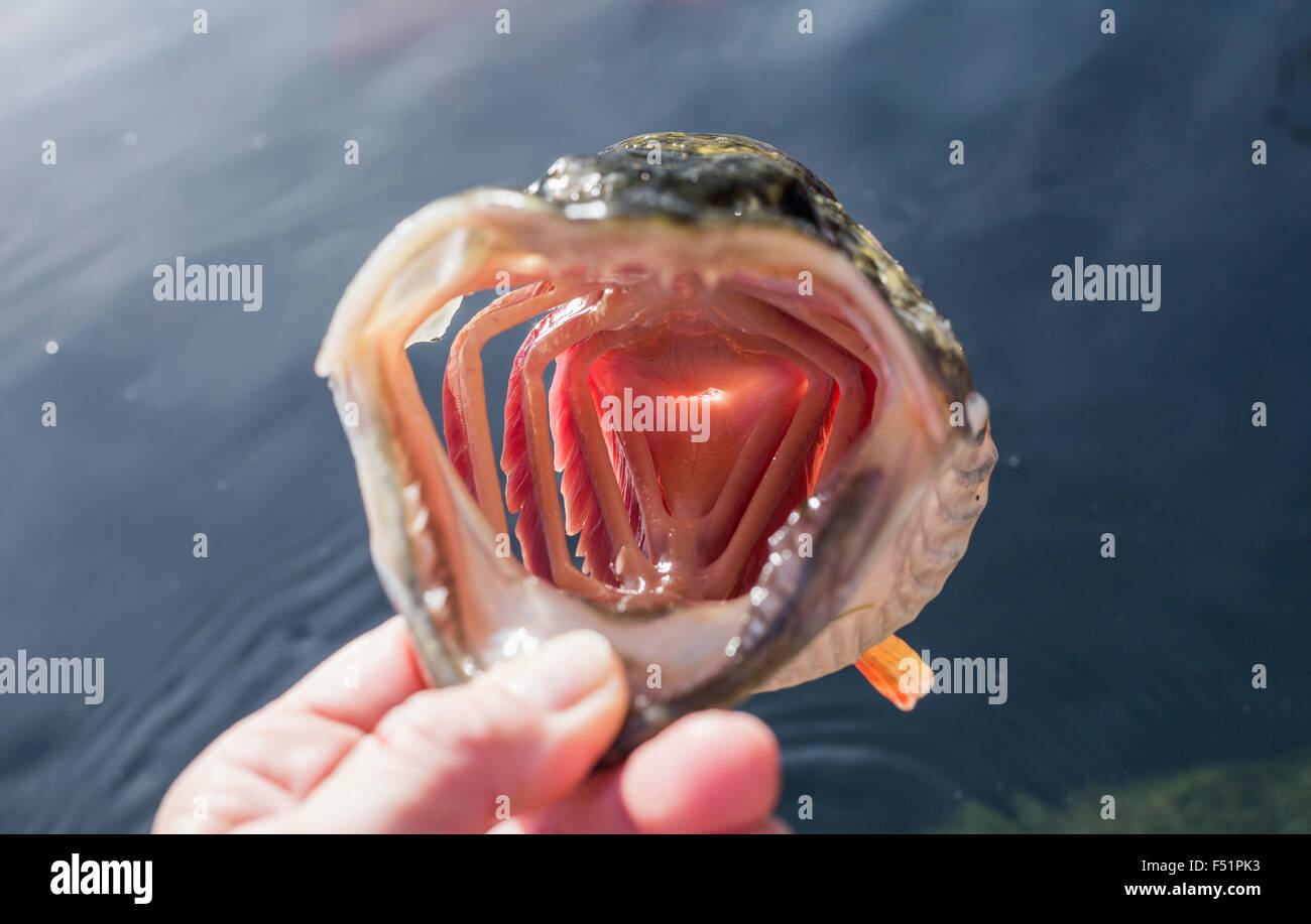 Pike head, detail. Looking into the mouth of pike Stock Photo - Alamy