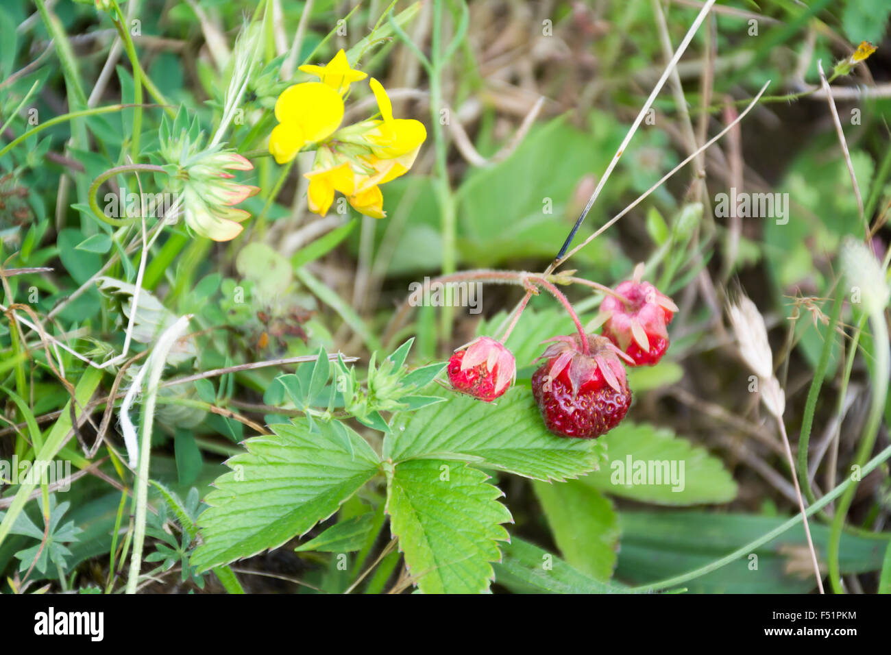 Wild strawberry plant with green leafs and ripe red fruit Stock Photo ...