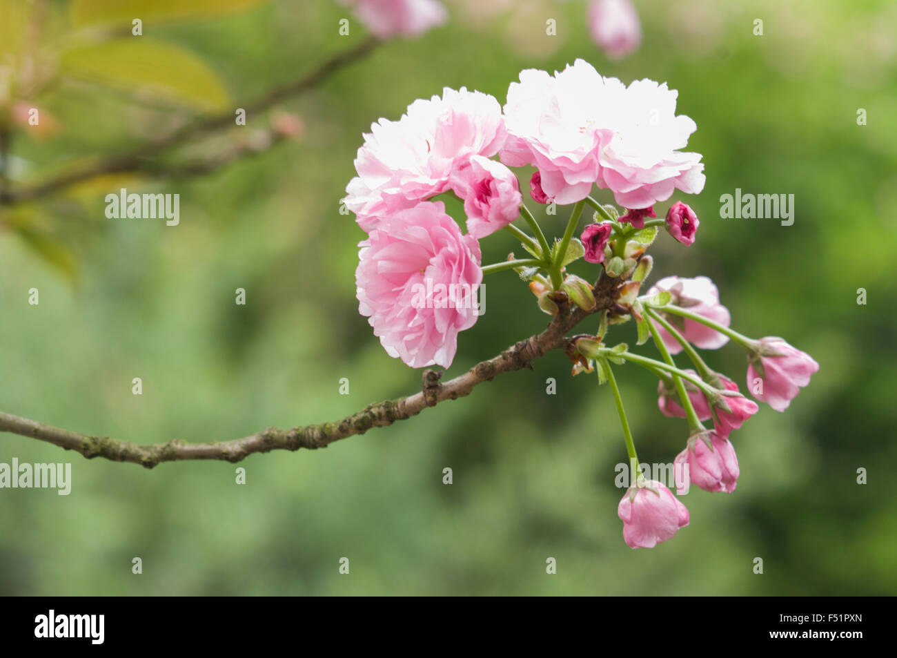 Red sakura flowers hi-res stock photography and images - Alamy
