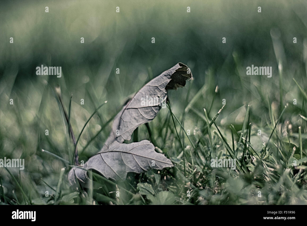 A crispy fall leaf in the grass Stock Photo - Alamy