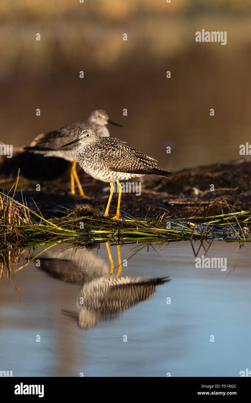 Greater yellow legs hi-res stock photography and images - Alamy