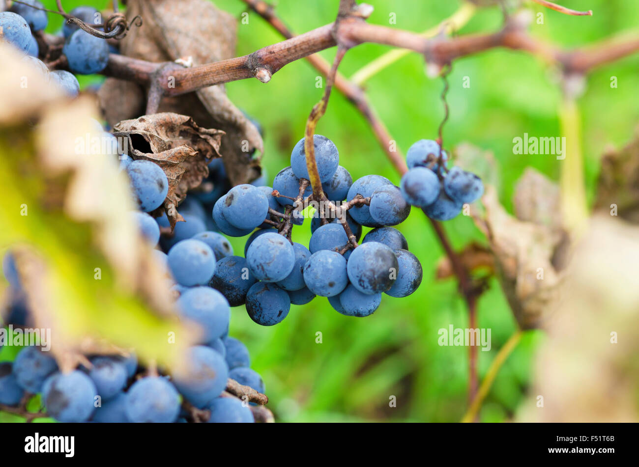 Bulgarian vineyard hi-res stock photography and images - Alamy
