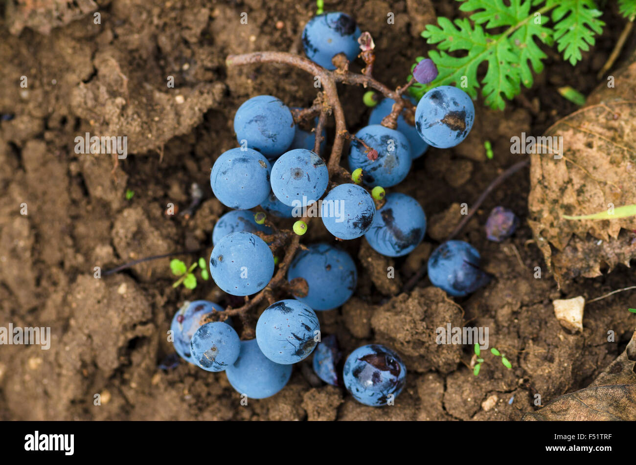 Merlot clusters on the ground in the vineyard in Bulgaria Stock Photo ...