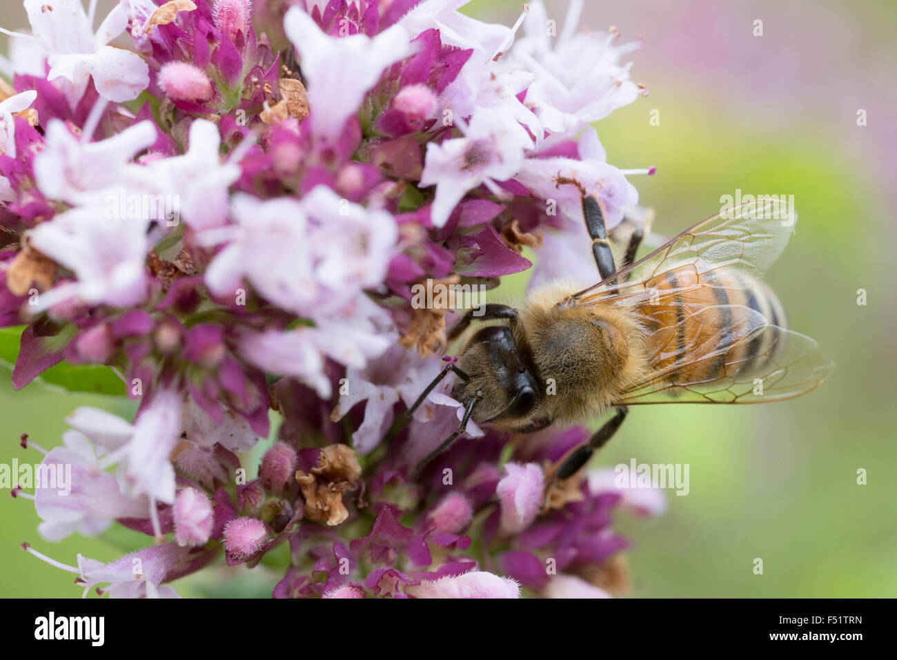 Honey bee taking a rest on purple flower Stock Photo - Alamy