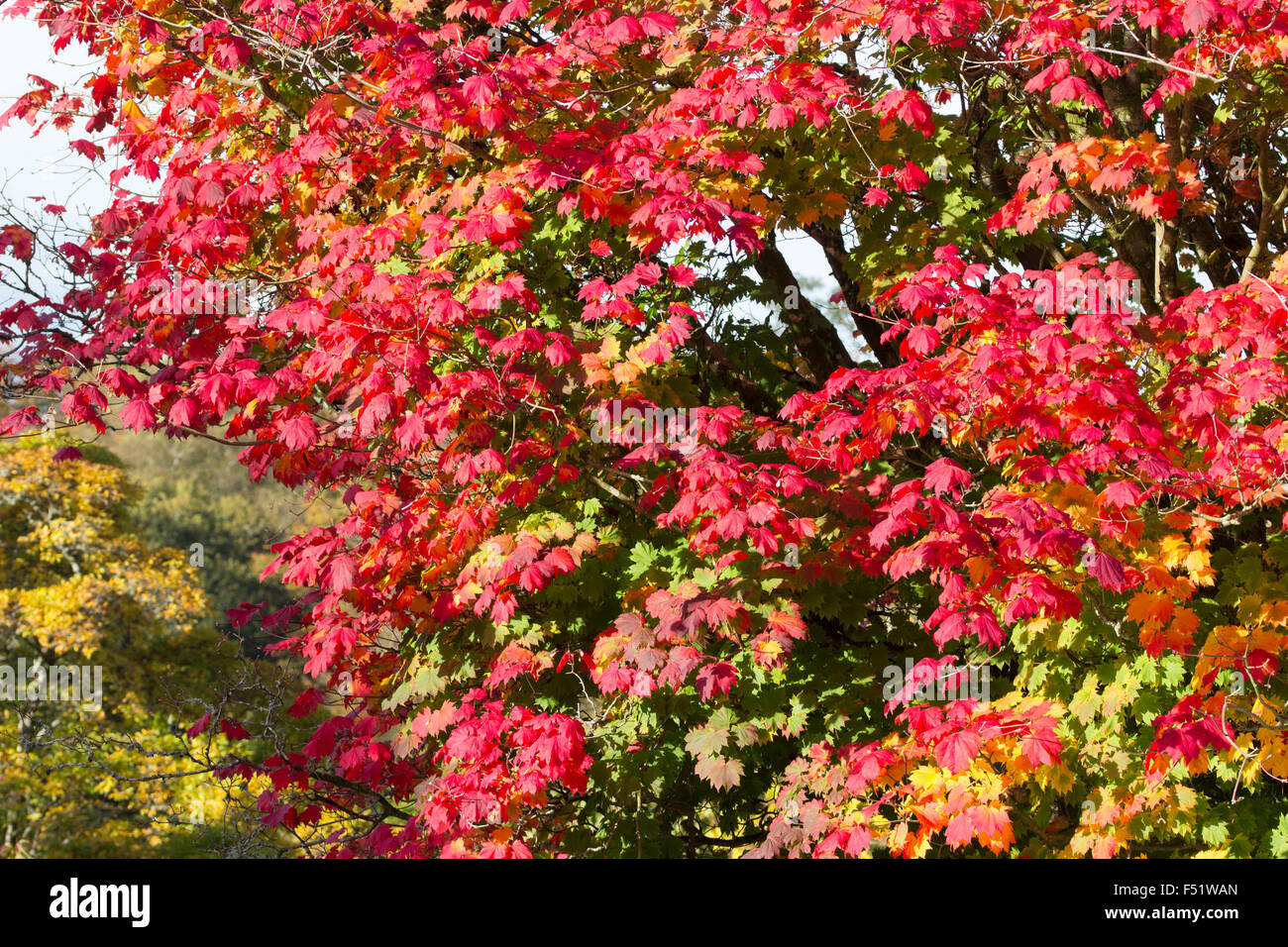 Tree of the maple hi-res stock photography and images - Alamy