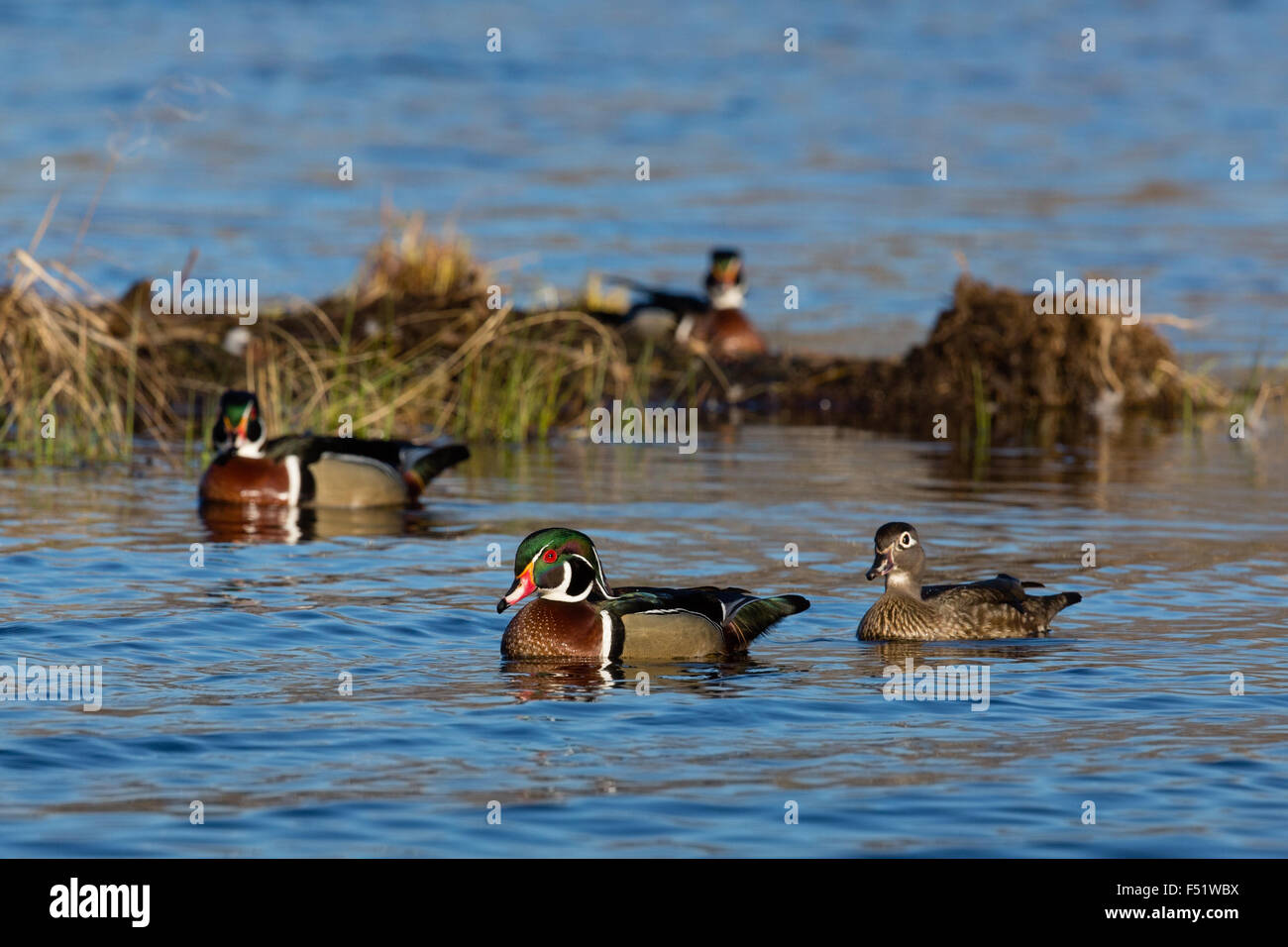 Male and female wood duck hi-res stock photography and images - Alamy