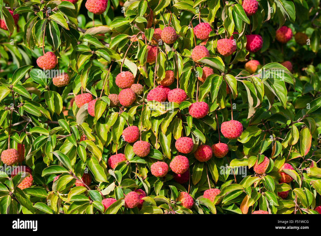 Dogwood hi-res stock photography and images - Alamy