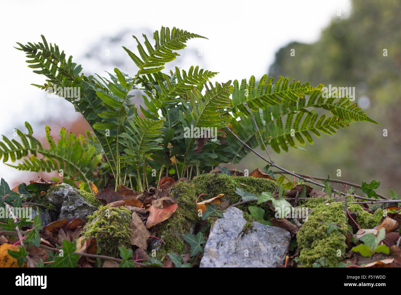 Plant of the summer fronding, wintergreen intermediate polypody fern ...