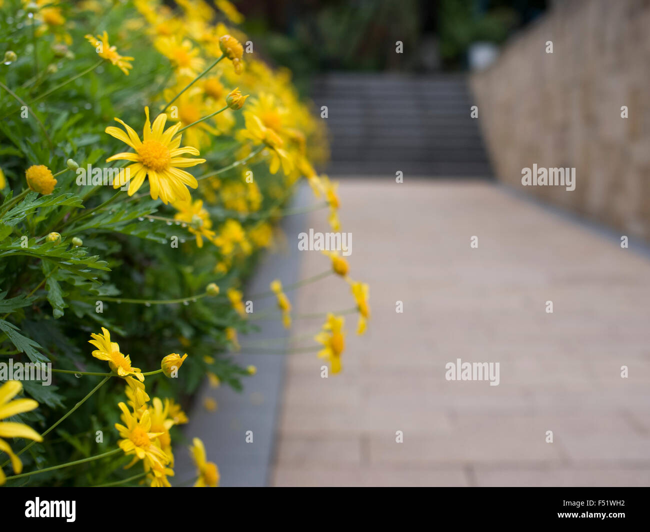 road and step in a residential area Stock Photo - Alamy