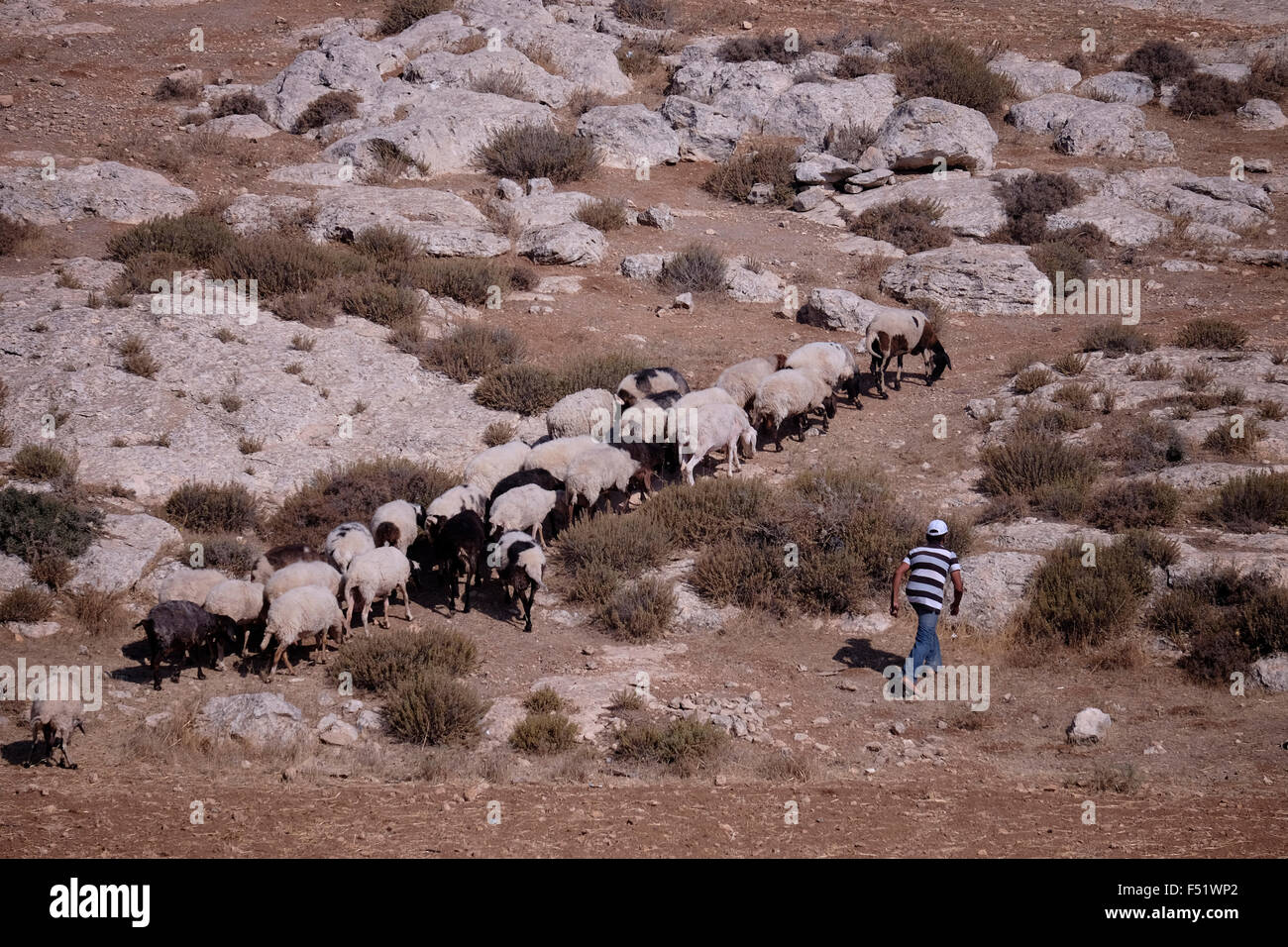 A Shepherd guide his sheep near a cave hamlet compound of a unique ...