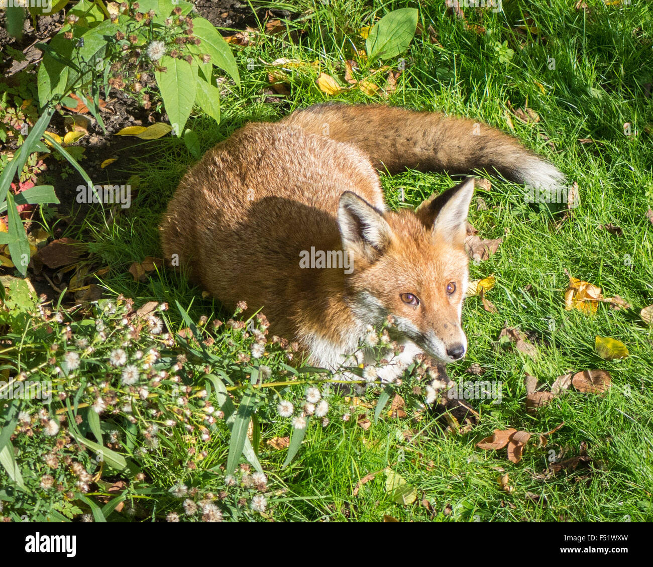 Urban Foxes, London, UK, 26th October 2015. An urban fox soaks up the ...