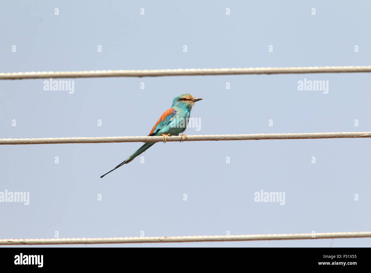 Abyssinian Roller (Coracias abyssinicus) in Ghana Stock Photo - Alamy