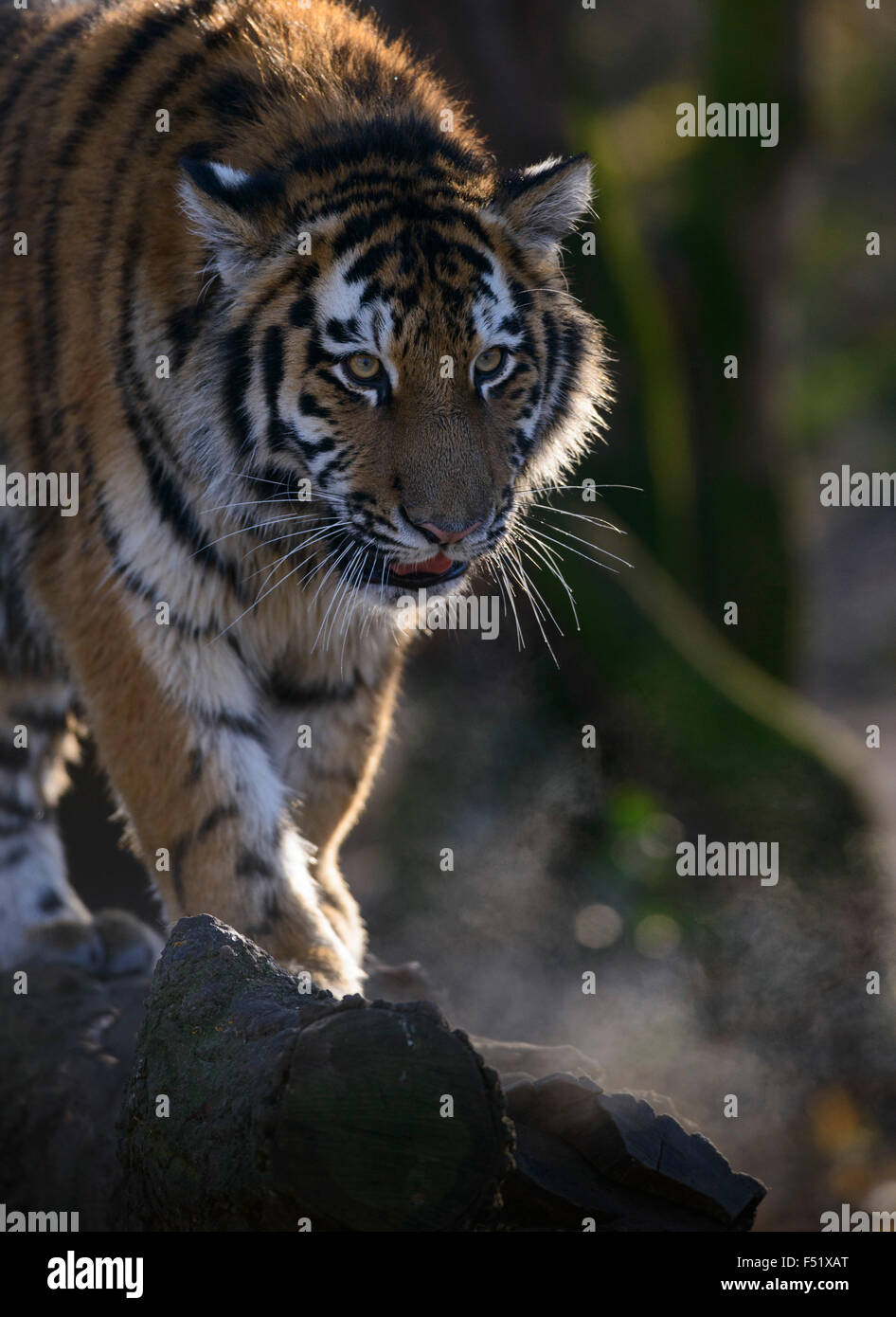 Siberian tiger, Panthera tigris altaica, adolescent, captive Stock ...