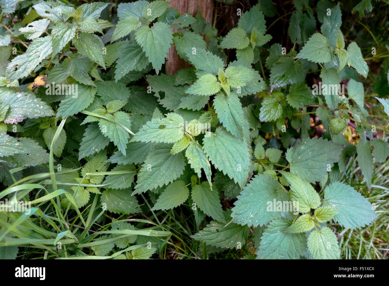 Stinging Nettle Plant, Common Nettle, Urtica dioica Stock Photo - Alamy