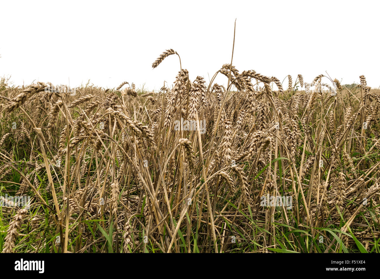 Spelt, also known as dinkel wheat, or hulled wheat field on winter ...