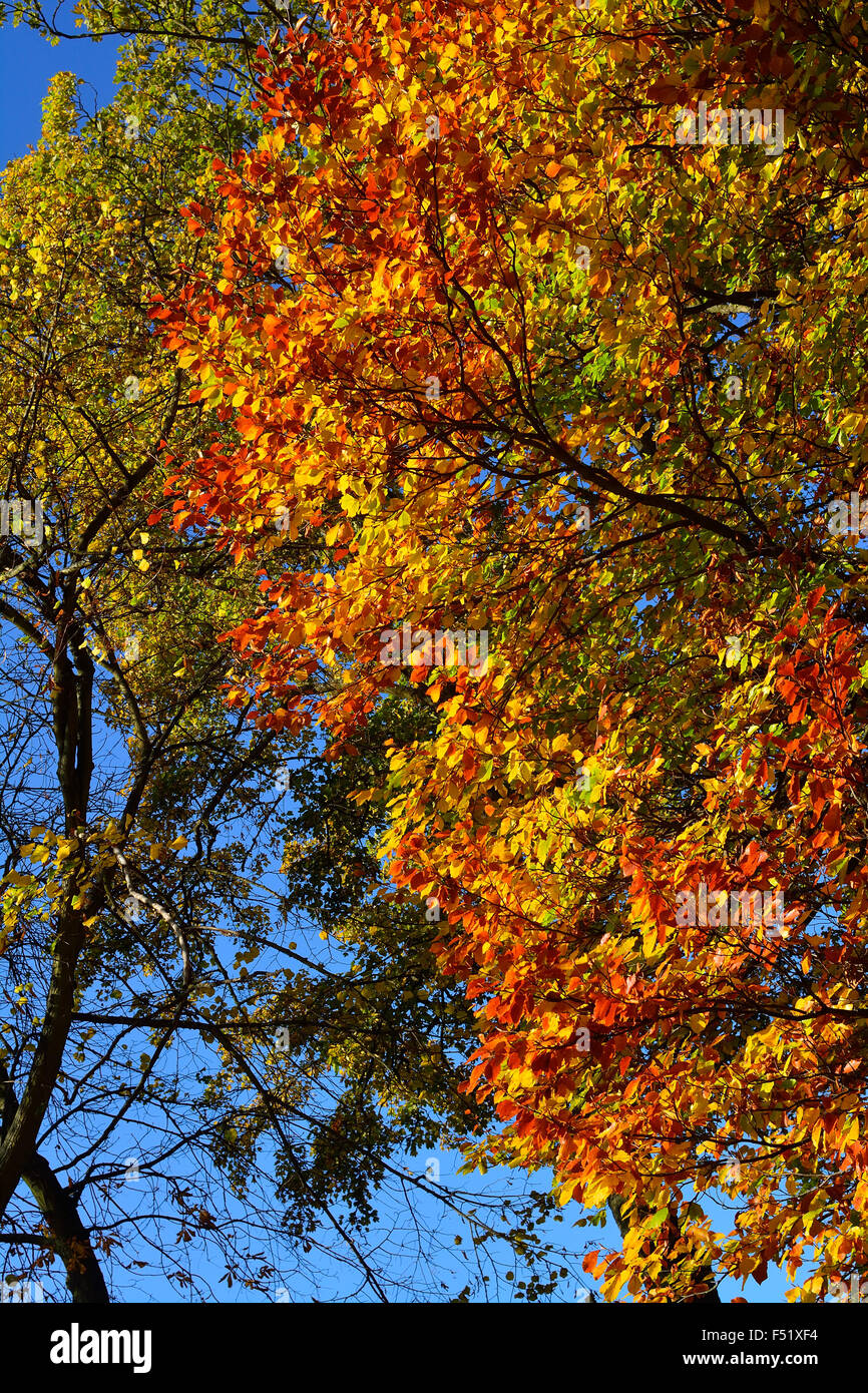 Colourful Autumn leaves Stock Photo - Alamy