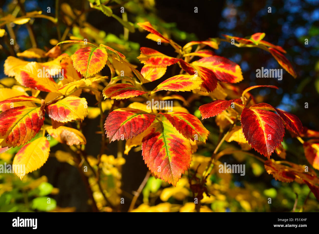 Colourful Autumn leaves Stock Photo - Alamy