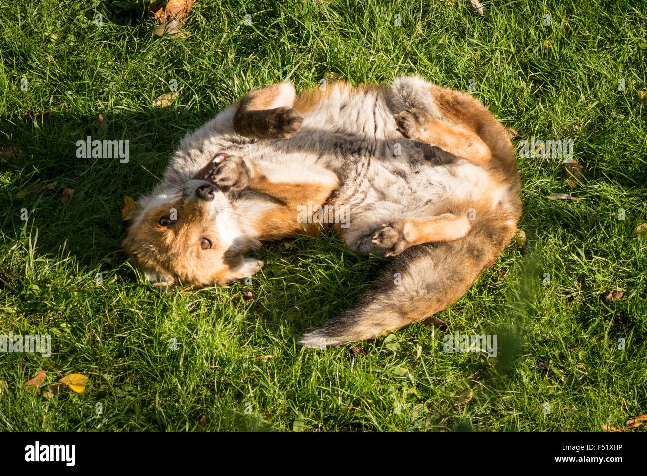 Urban Foxes, London, UK, 26th October 2015. An urban fox frolics on the ...