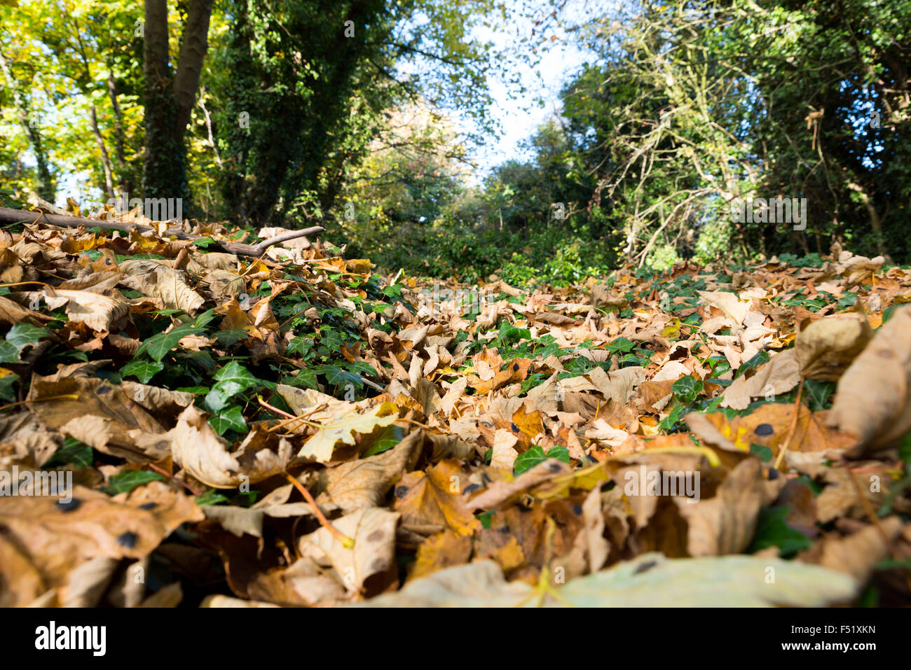Worms eye view forest hi-res stock photography and images - Alamy