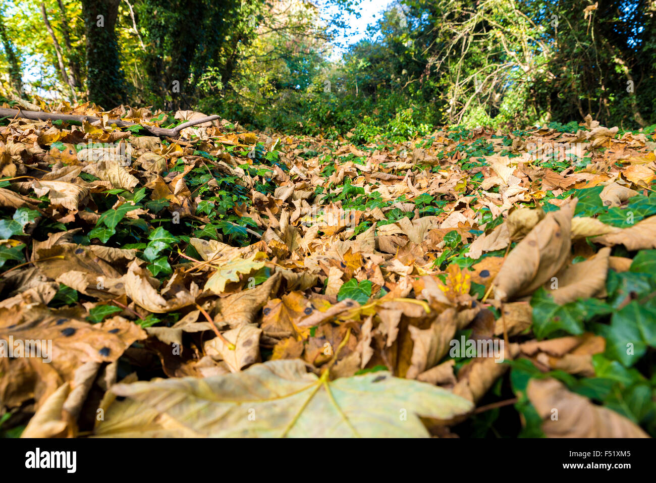Worms eye view forest hi-res stock photography and images - Alamy