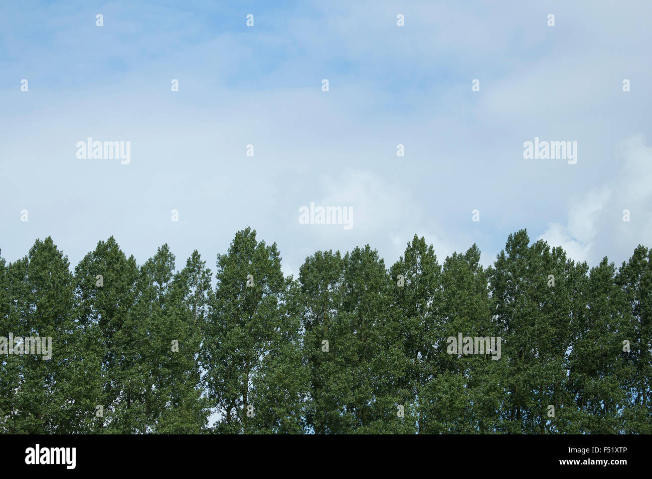 Tree line and sky Stock Photo - Alamy