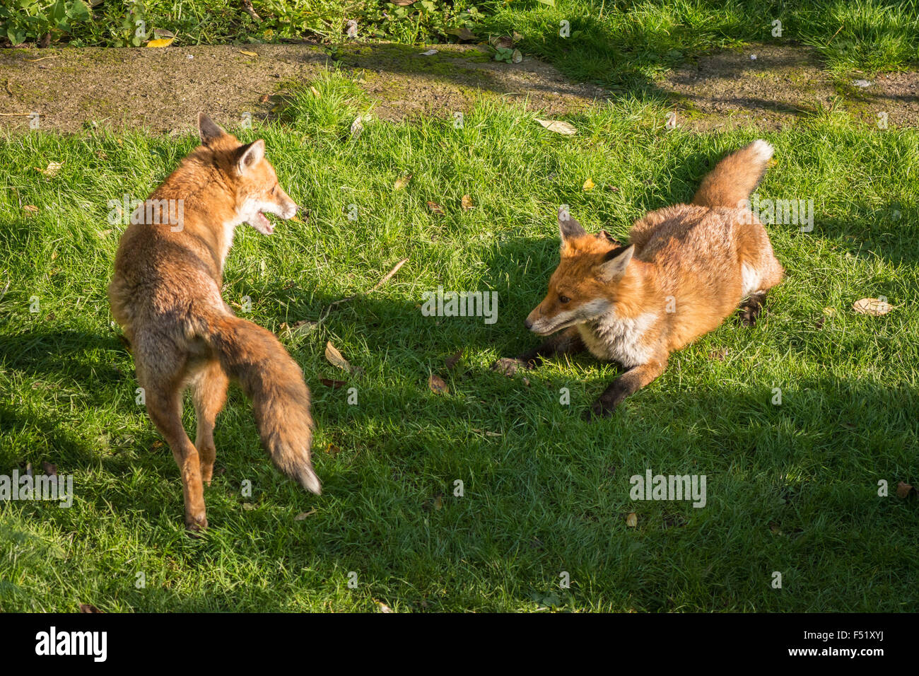 Two foxes fighting in hi-res stock photography and images - Alamy