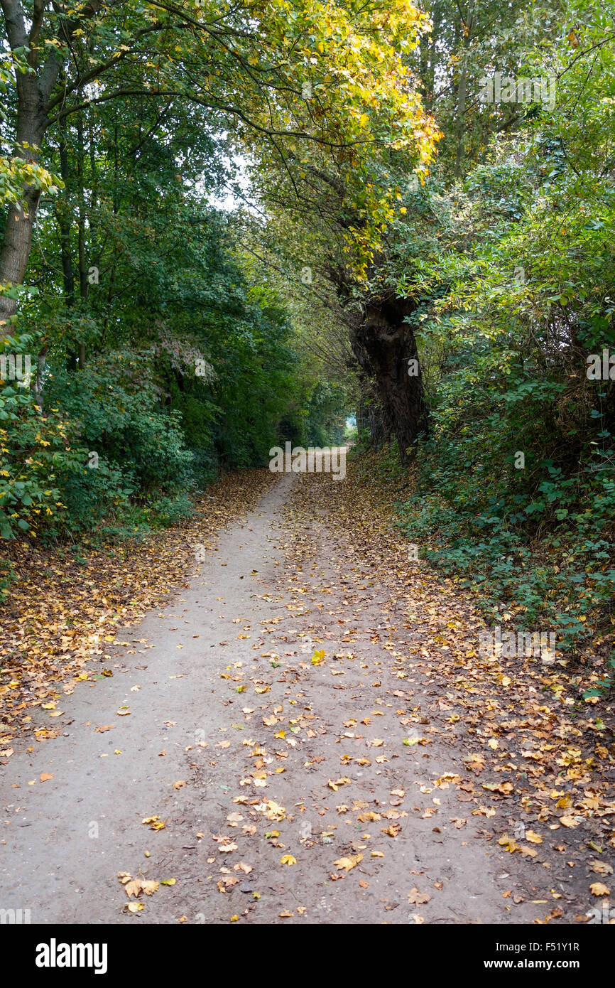 Sunken lane also hollow way or holloway with autumn vegetation and ...