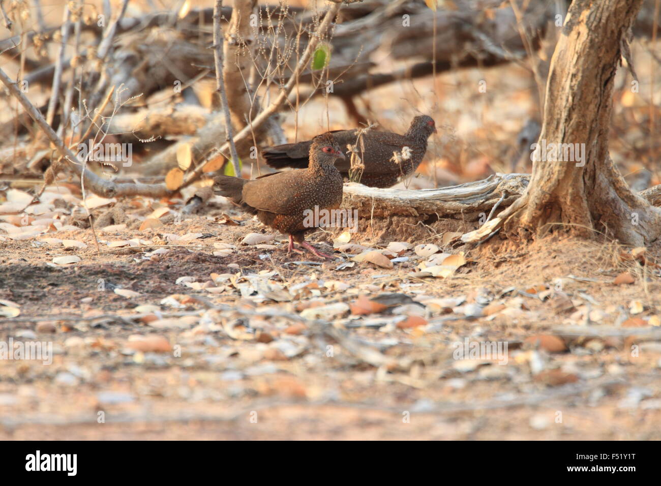 Stone Partridge (Ptilopachus petrosus Stock Photo - Alamy