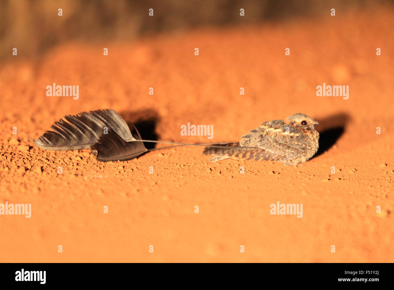 Standard winged nightjar macrodipteryx longipennis hi-res stock ...