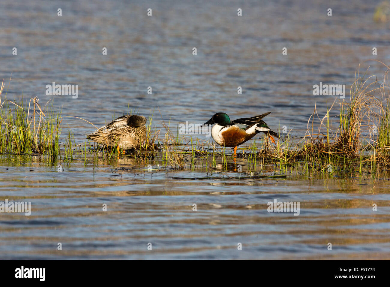 Female northern shoveller hi-res stock photography and images - Alamy