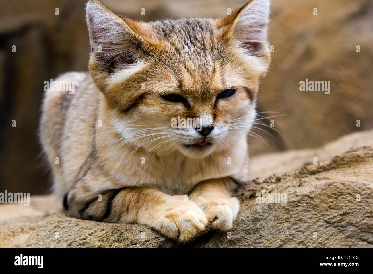 Sand Cat (Felis margarita) Prone with Face and Paw Detail Stock Photo ...