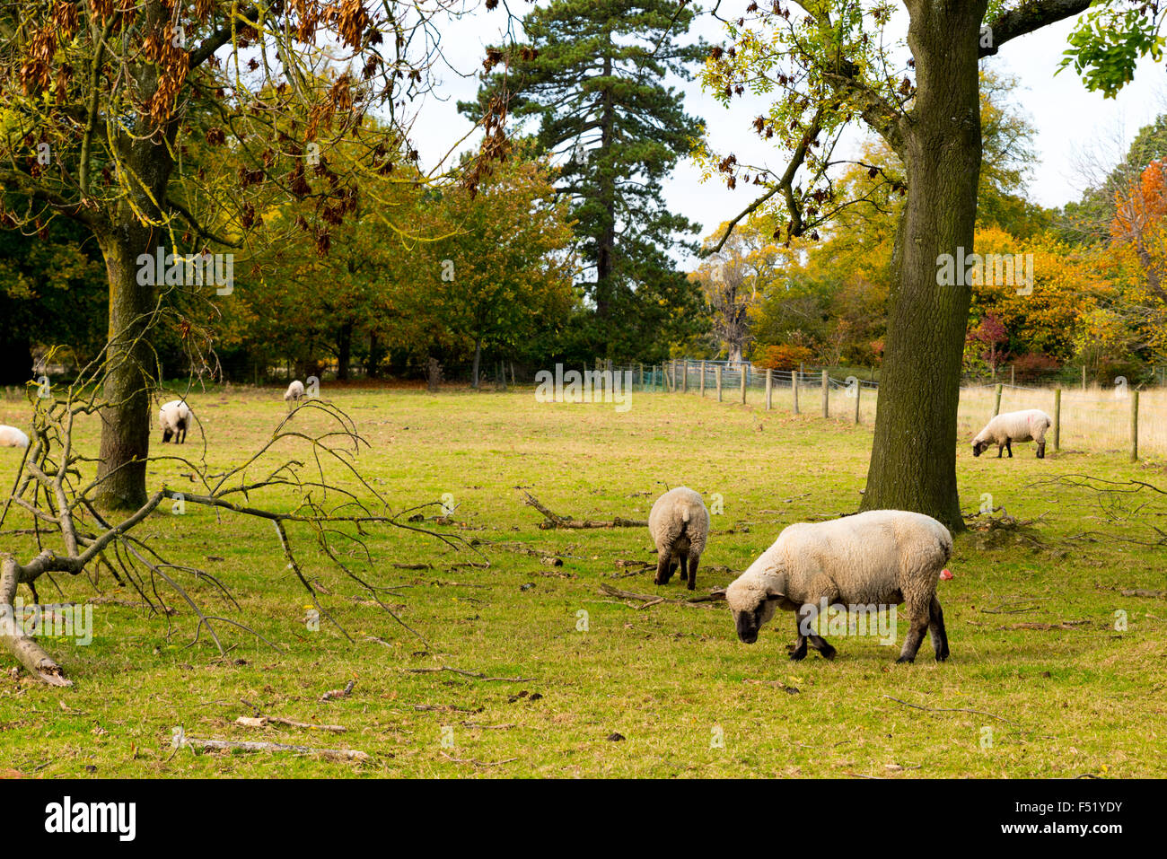 Grass grazing land tree trees hi-res stock photography and images - Alamy