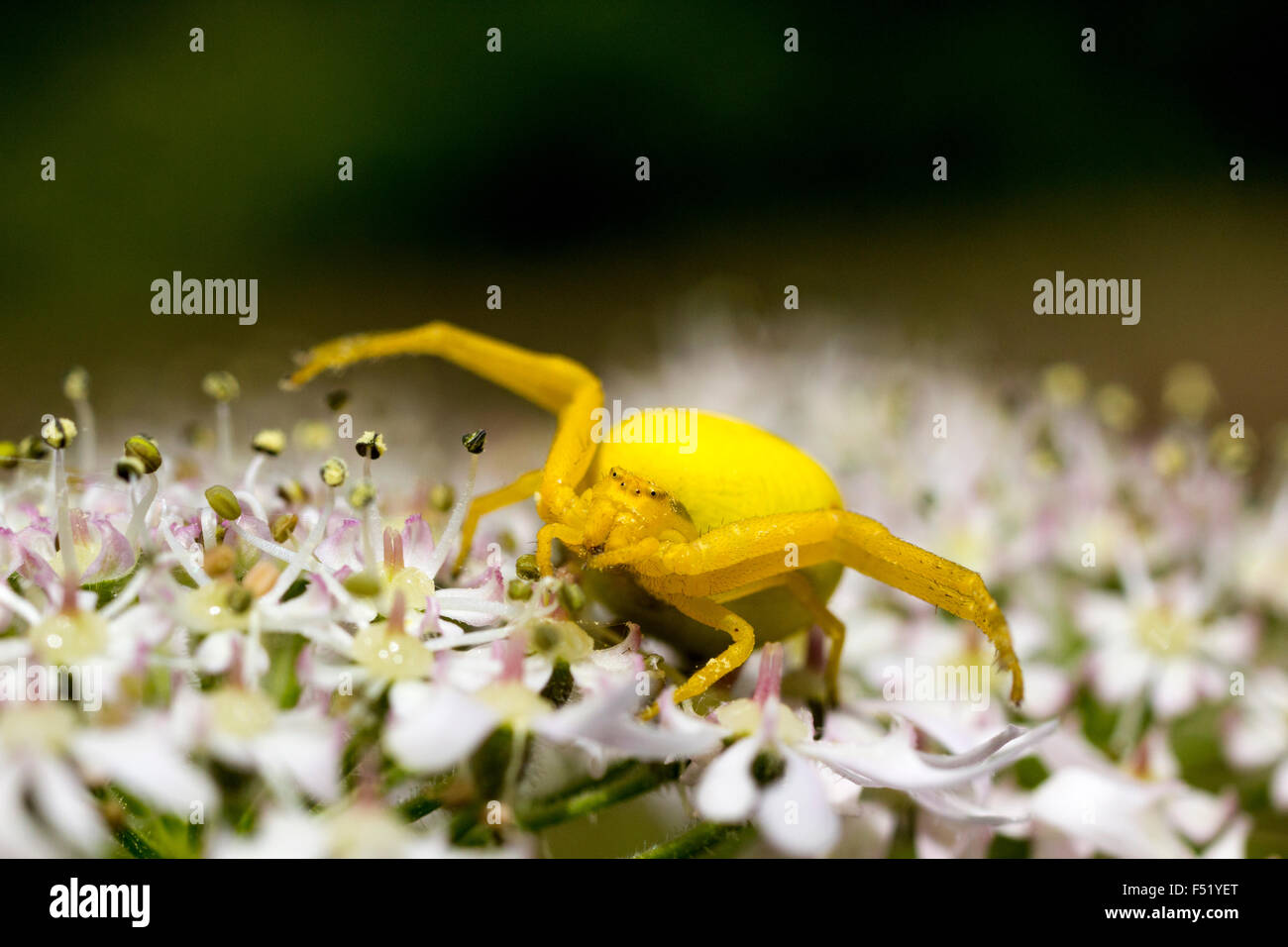 Detail of a Head and Cephlothorax of a Bright Yellow Crab Spider ...