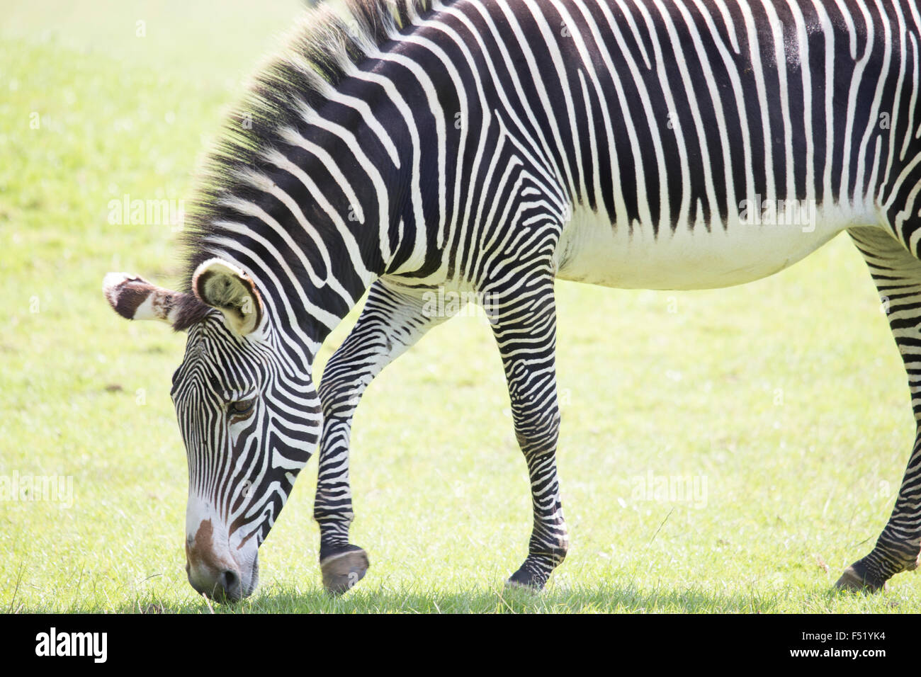 Zebra eating grass Stock Photo - Alamy