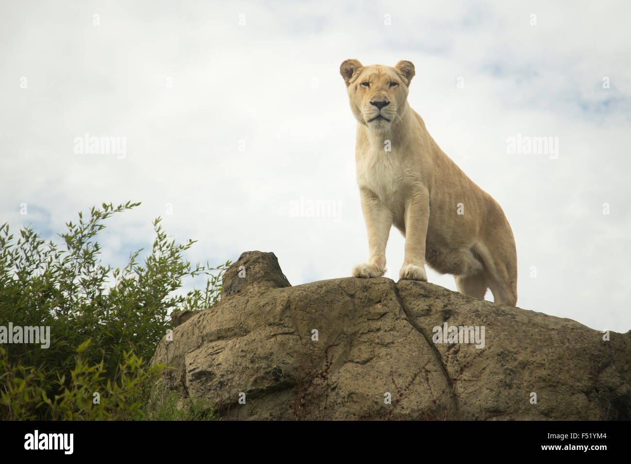 Beautiful white lioness Stock Photo - Alamy