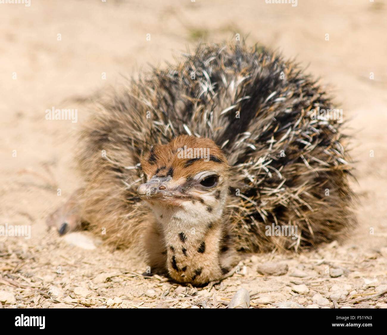 Baby ostrich hi-res stock photography and images - Alamy
