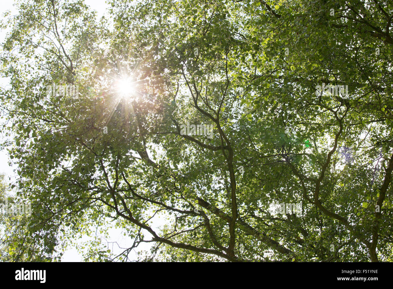 Sun shines through trees Stock Photo - Alamy