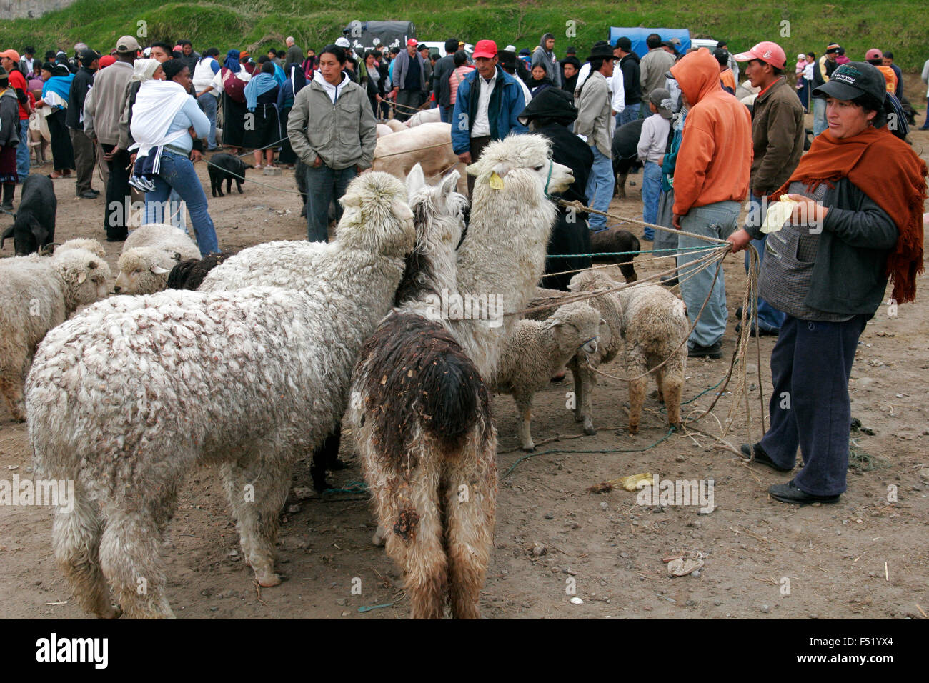 Llamas on sale at Otavalo market, Ecuador, South America Stock Photo ...