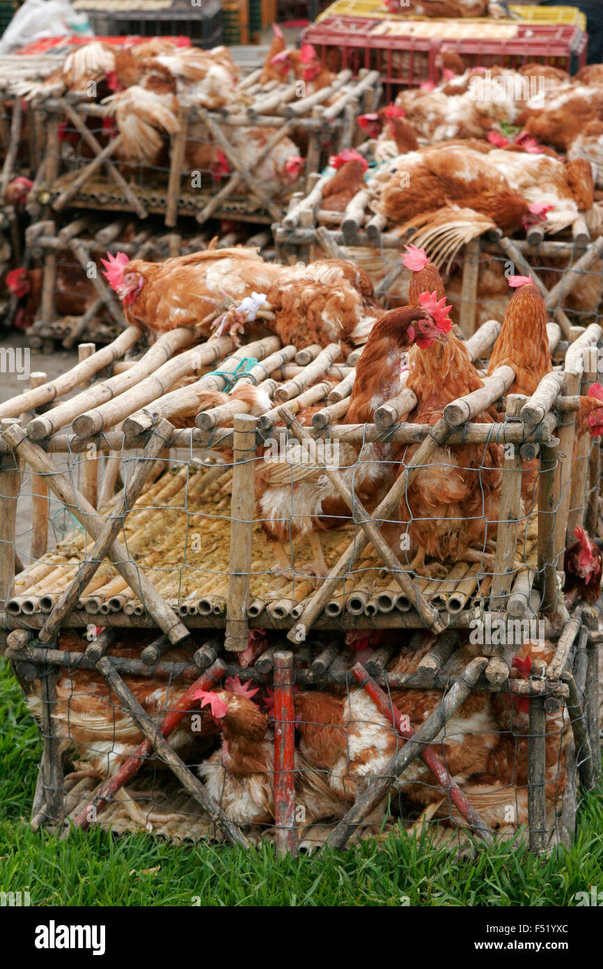 Chicken farm america hi-res stock photography and images - Alamy